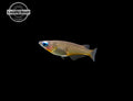 Daisy's Blue Ricefish (Oryzias woworae), LOCALLY BRED! - Aquatic Arts