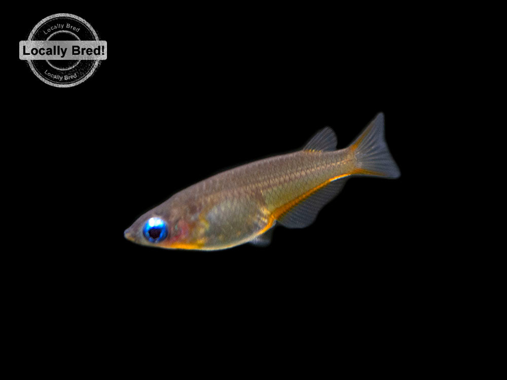 Daisy's Blue Ricefish (Oryzias woworae), LOCALLY BRED! - Aquatic Arts