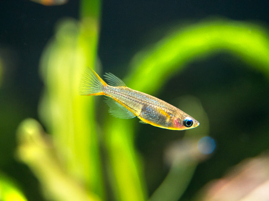 Daisy's Blue Ricefish (Oryzias woworae), Tank-Raised! - Aquatic Arts