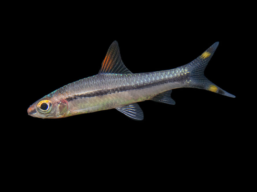 Denison’s Barb (Sahyadria denisonii), TANK-BRED! - Aquatic Arts