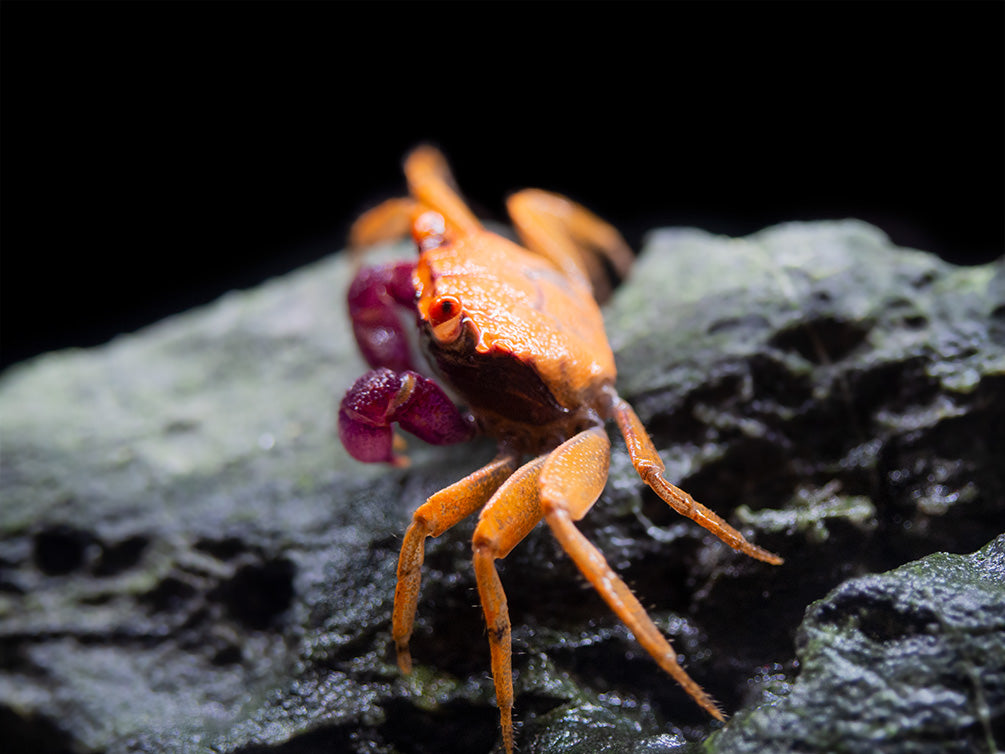 Orange Disco Vampire Crab (Geosesarma tiomanicum) - Aquatic Arts