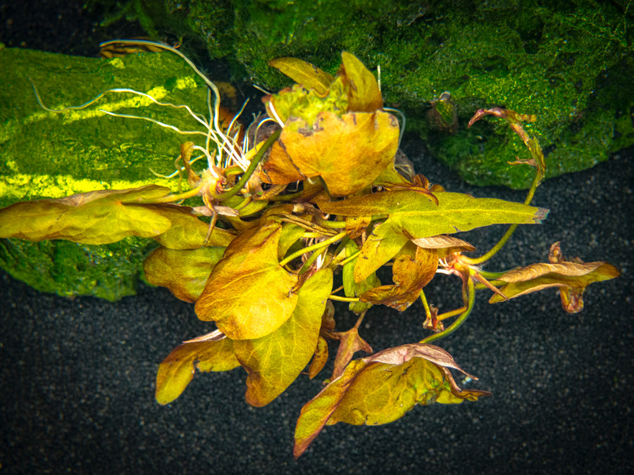 Dwarf Aquarium Lily (Nymphaea stellata) plant with bulb - Aquatic Arts
