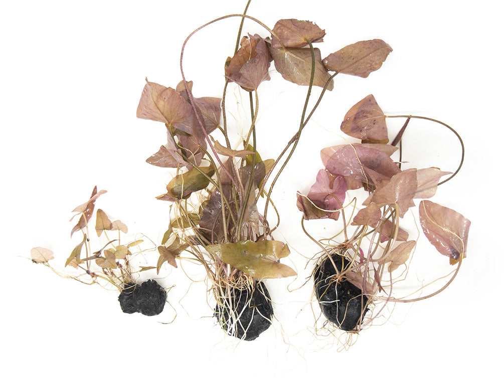 Dwarf Aquarium Lily (Nymphaea stellata) plant with bulb - Aquatic Arts ...
