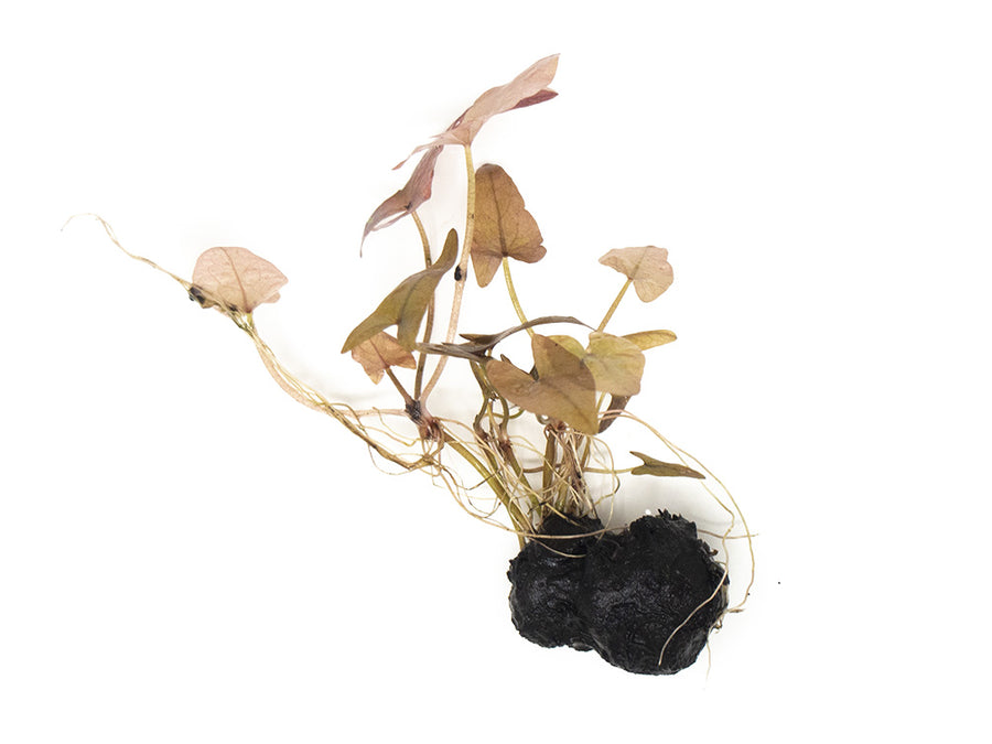 Dwarf Aquarium Lily (Nymphaea stellata) plant with bulb - Aquatic Arts