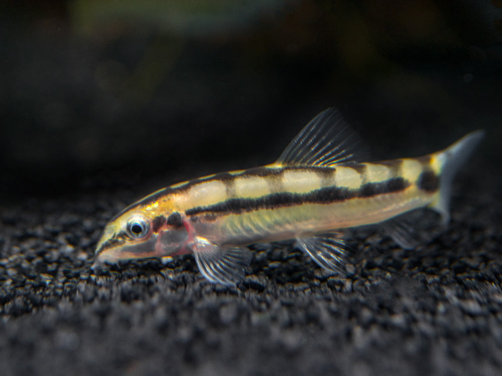 Dwarf Loaches
