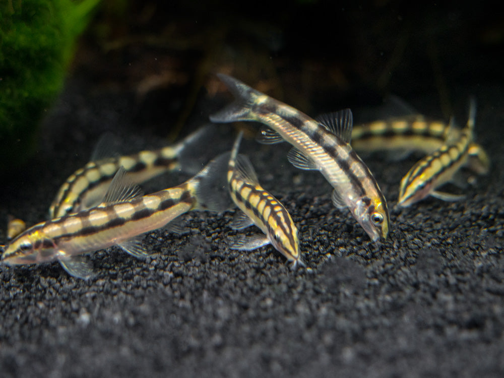 Dwarf Loaches