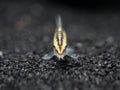 Dwarf Chain Loach/Botia (Ambastaia sidthimunki) – Aquatic Arts