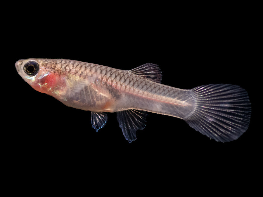 Dwarf Panda Guppy (Poecilia reticulata), Males/Females - Aquatic Arts