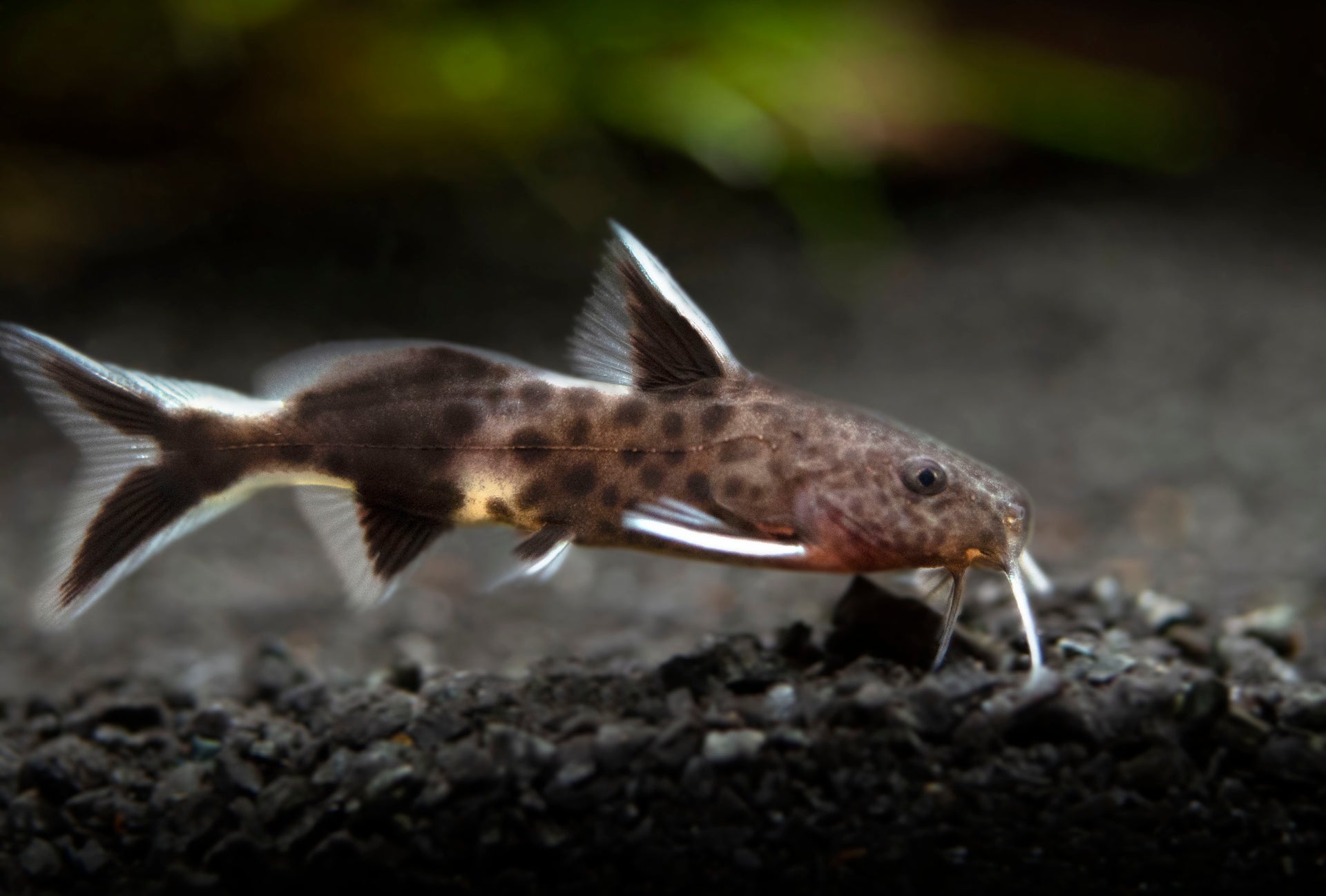 Dwarf Cuckoo Catfish (Synodontis petricola), Tank-Bred! - Aquatic Arts