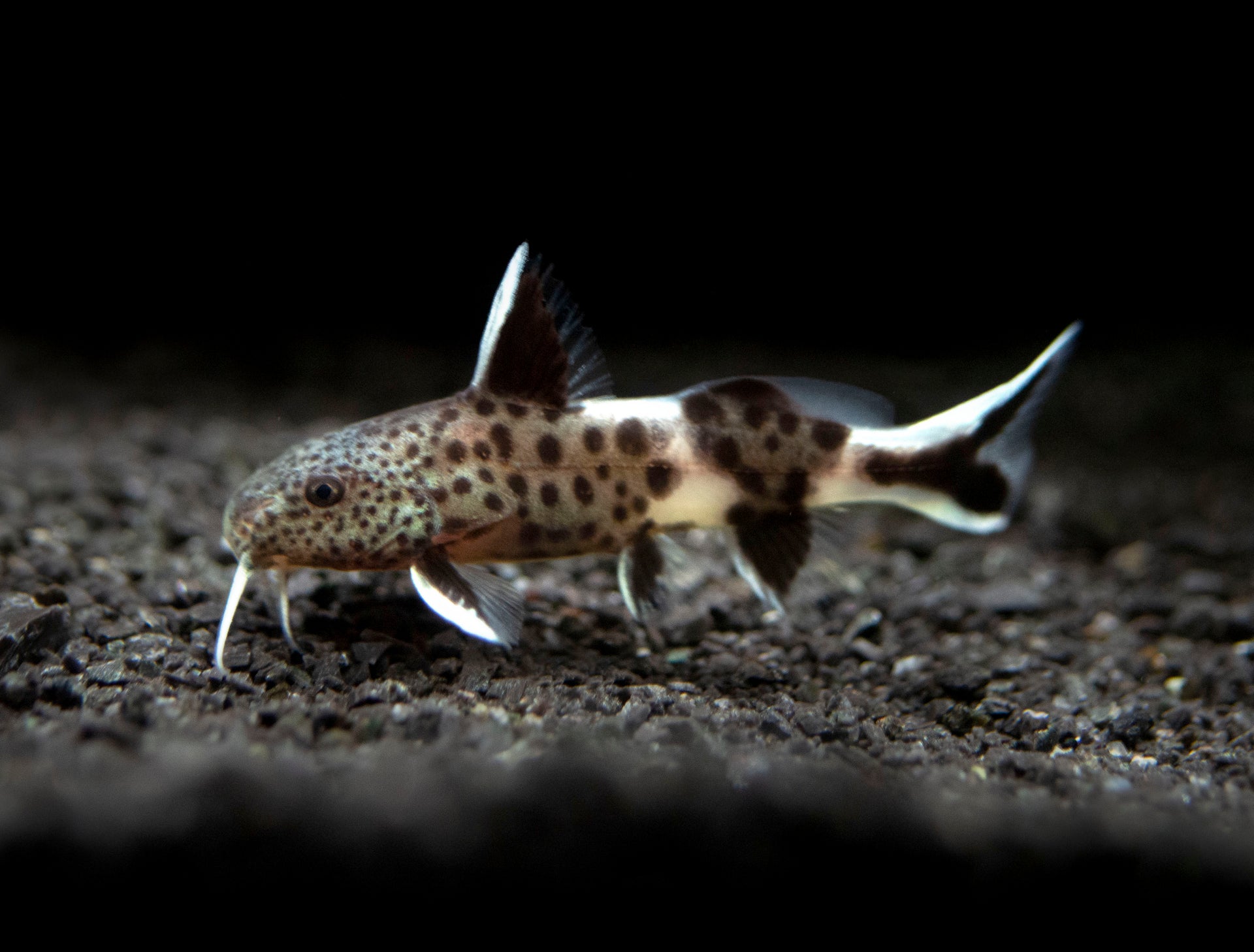 Dwarf Cuckoo Catfish (Synodontis petricola), Tank-Bred! - Aquatic Arts