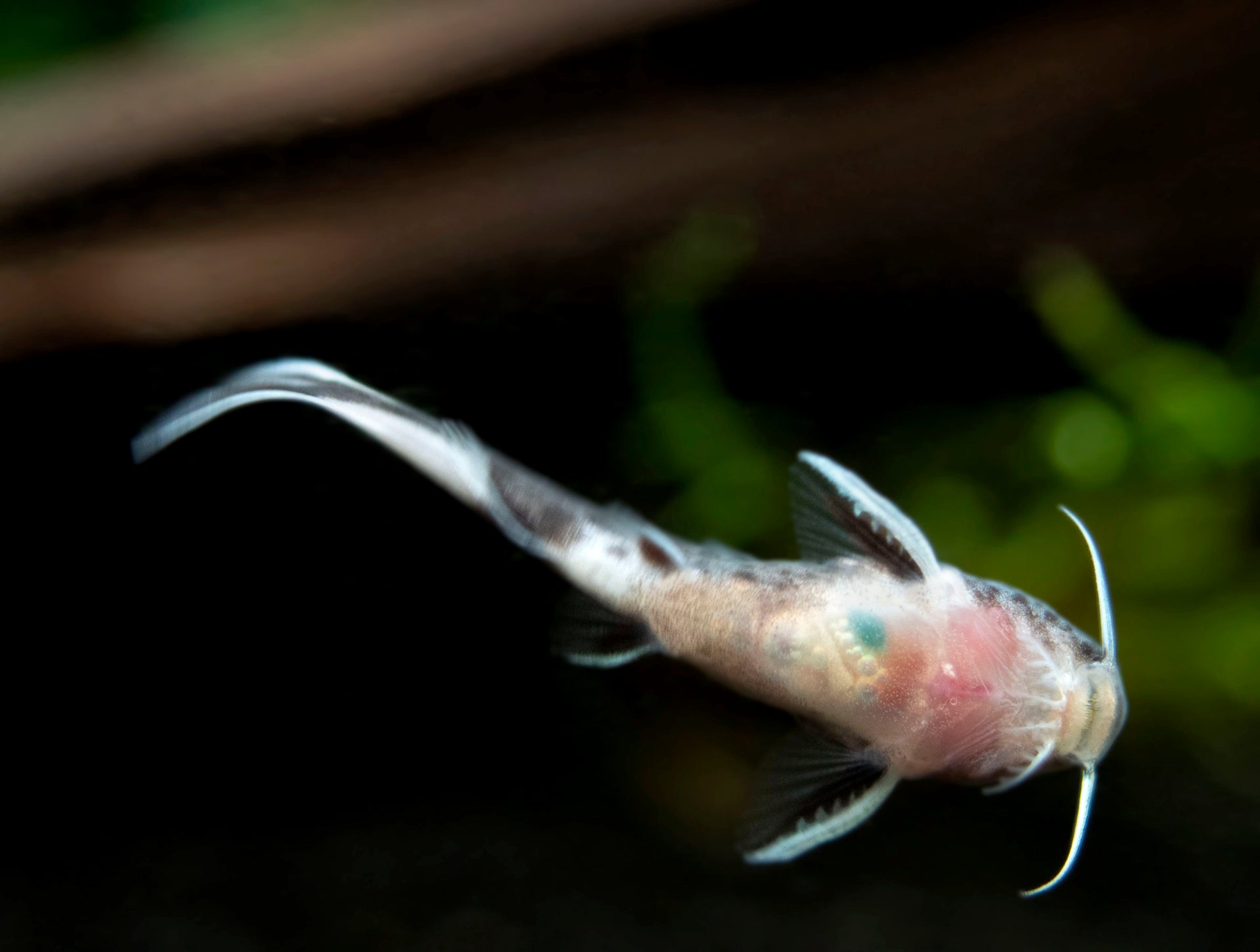 Dwarf Cuckoo Catfish (Synodontis petricola), Tank-Bred! - Aquatic Arts
