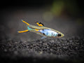 El Silverado Endler’s Livebearer (Poecilia wingei) - Aquatic Arts