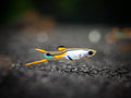 El Silverado Endler’s Livebearer (Poecilia wingei) - Aquatic Arts