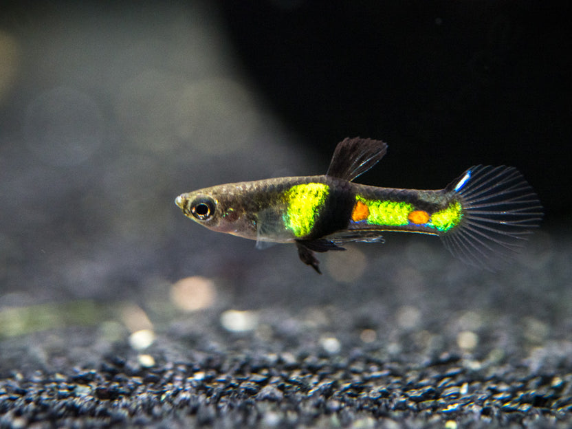 El Tigre Endler’s Livebearer (Poecilia wingei), Male - Aquatic Arts