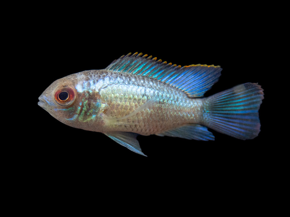 Electric Blue Acara Cichlid (Andinoacara pulcher hybrid), USA-Bred ...