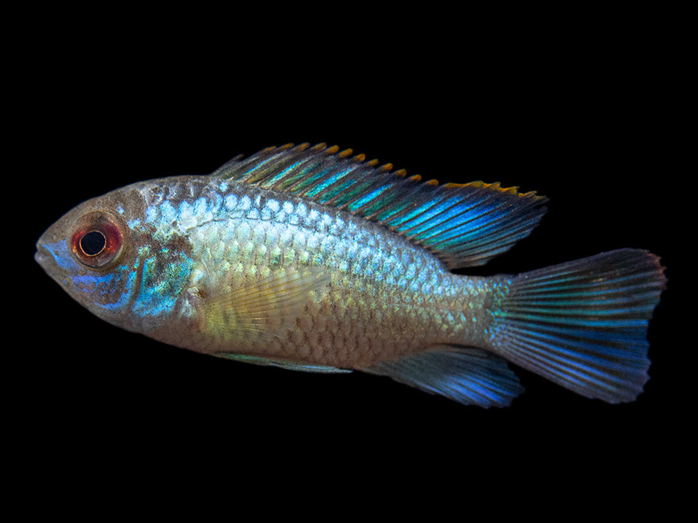 Electric Blue Acara Cichlid (Andinoacara pulcher hybrid), USA-Bred ...