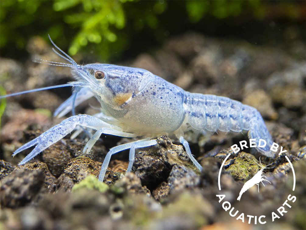 Freshwater Crayfish Bred by Aquatic Arts