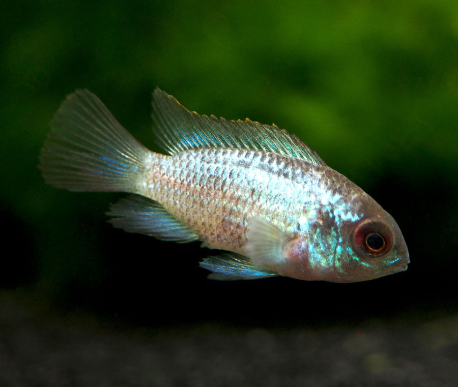Electric Blue Acara Cichlid (Andinoacara pulcher hybrid), Tank-Bred ...