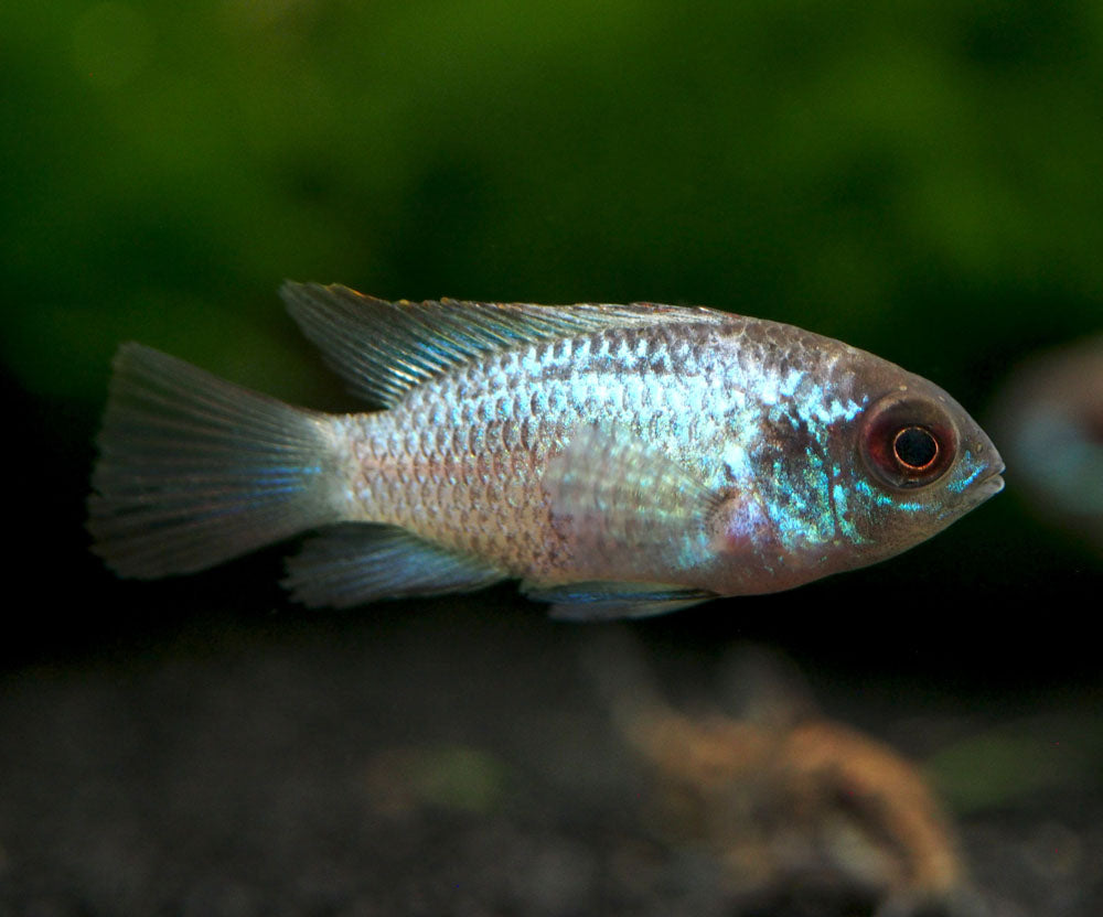 Electric Blue Acara Cichlid (Andinoacara pulcher hybrid), Tank-Bred ...