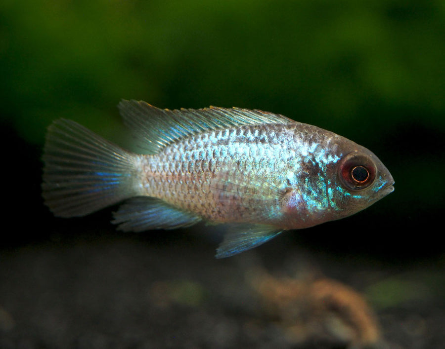 Electric Blue Acara Cichlid (Andinoacara pulcher hybrid), Tank-Bred ...