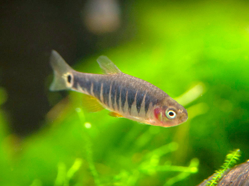 Shrimp Safe Fish (all shrimp) – Aquatic Arts