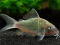 Emerald Brochis Cory Catfish (Corydoras splendens) - Aquatic Arts