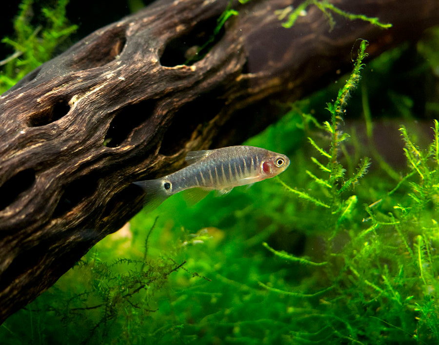 Emerald Dwarf Rasbora (Celestichthys erythromicron) - Aquatic Arts