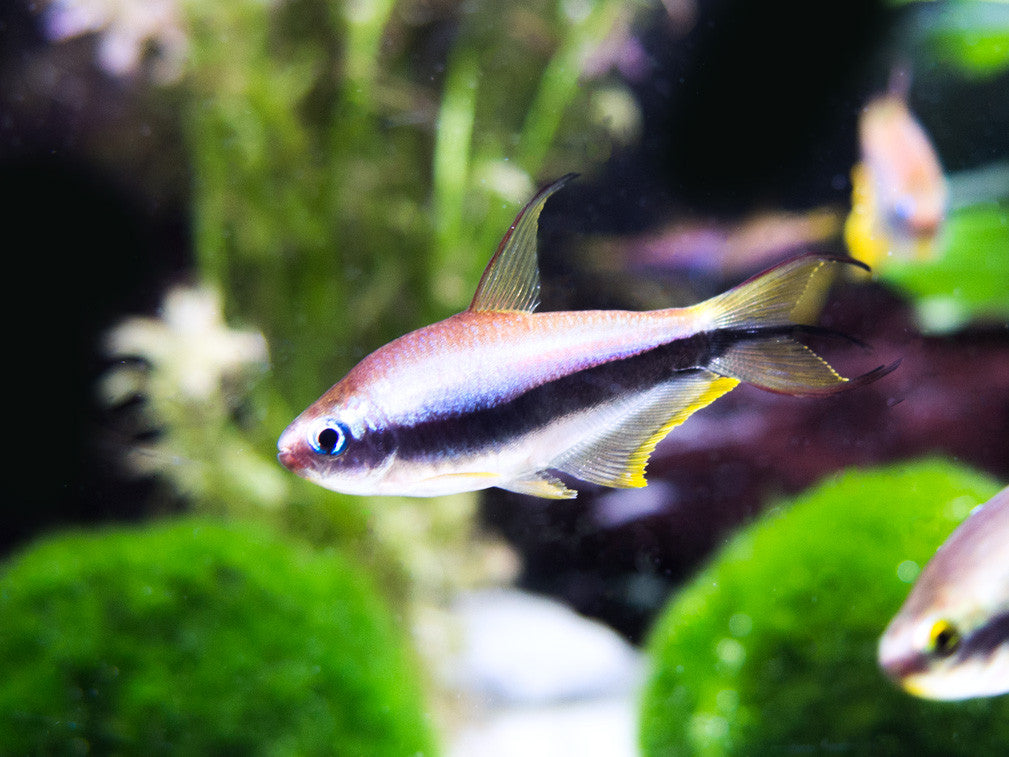 Emperor Tetra (Nematobrycon palmeri), Tank-Bred! - Aquatic Arts