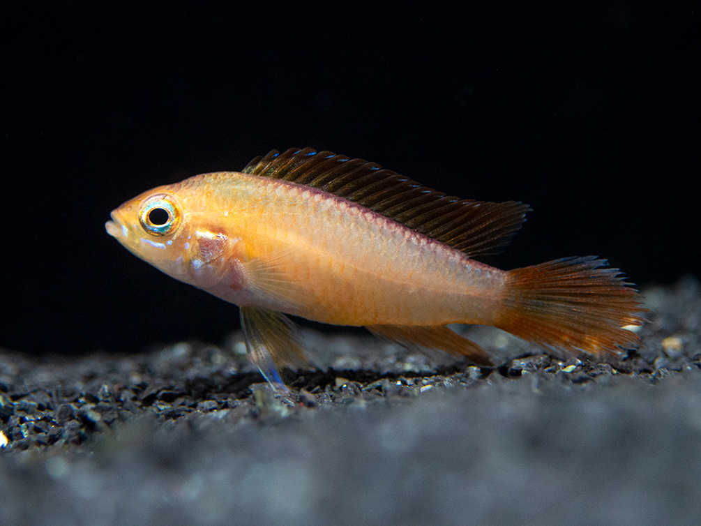 Fire Red Dwarf Cichlid (Apistogramma agassizii) - Aquatic Arts