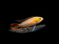 Fire Red Dwarf Cichlid (Apistogramma agassizii) - Aquatic Arts