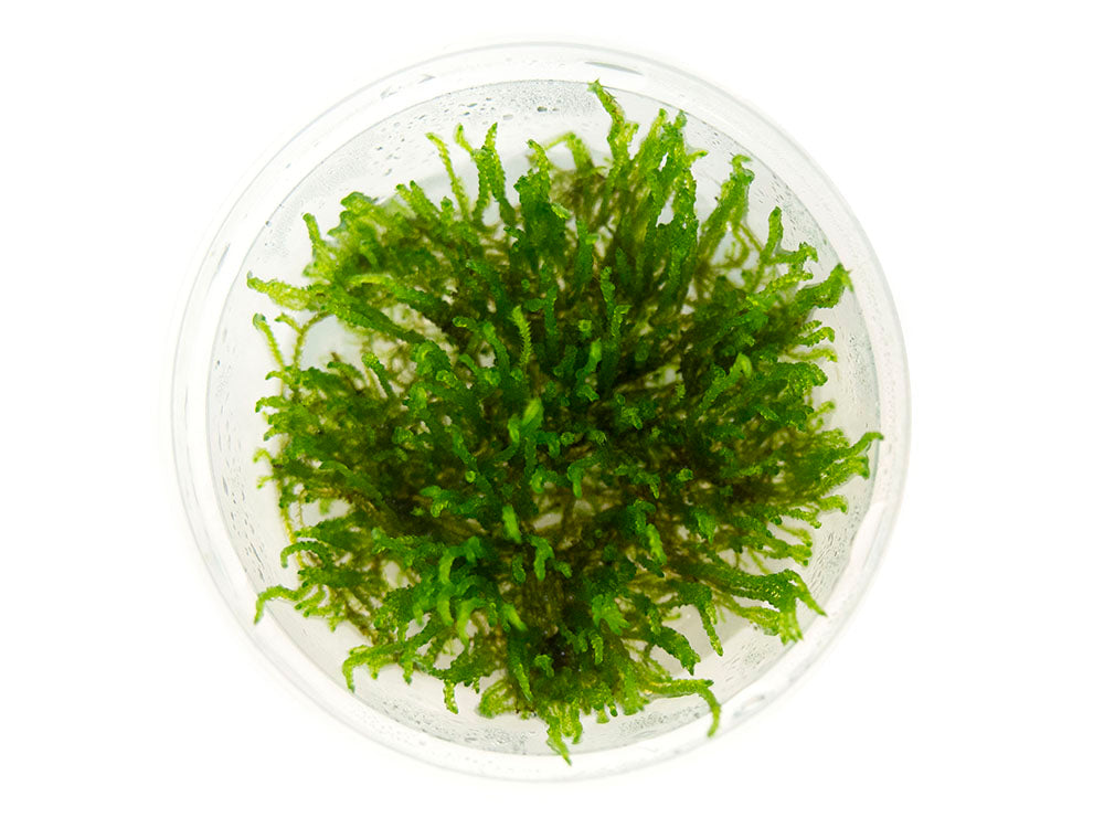 Flame Moss (Taxiphyllum sp. “Flame”) Tissue Culture - Aquatic Arts