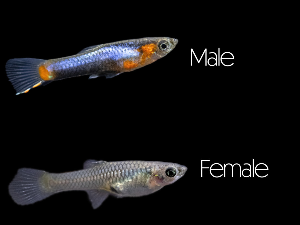 French Blue Star Endler (Poecilia. wingei) - Aquatic Arts