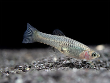French Blue Star Endler (Poecilia. wingei) - Aquatic Arts