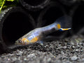 French Blue Star Endler (Poecilia. wingei) - Aquatic Arts