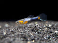 French Blue Star Endler (Poecilia. wingei) - Aquatic Arts