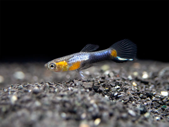 French Blue Star Endler (Poecilia. wingei) - Aquatic Arts