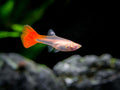Full Red Albino Guppy (P. reticulata), Males & Females - Aquatic Arts