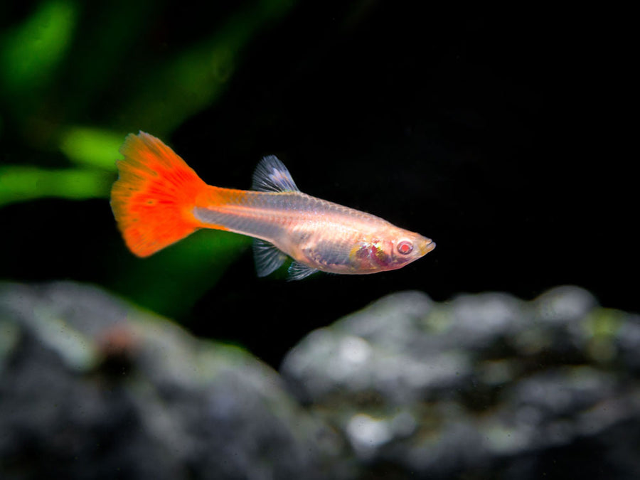Full Red Albino Guppy (P. reticulata), Males & Females - Aquatic Arts