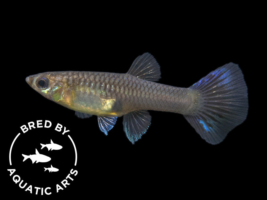 Galaxy Blue Guppy (Poecilia reticulata), Home Bred! - Aquatic Arts
