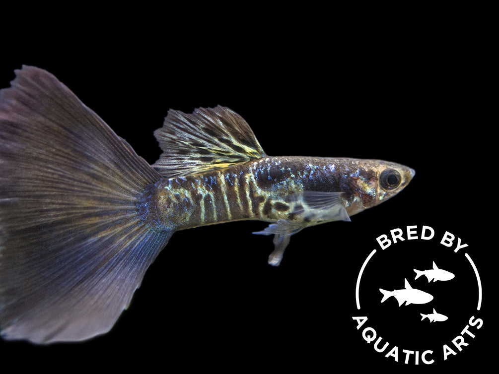 Galaxy Blue Guppy (Poecilia reticulata), Home Bred! - Aquatic Arts on ...