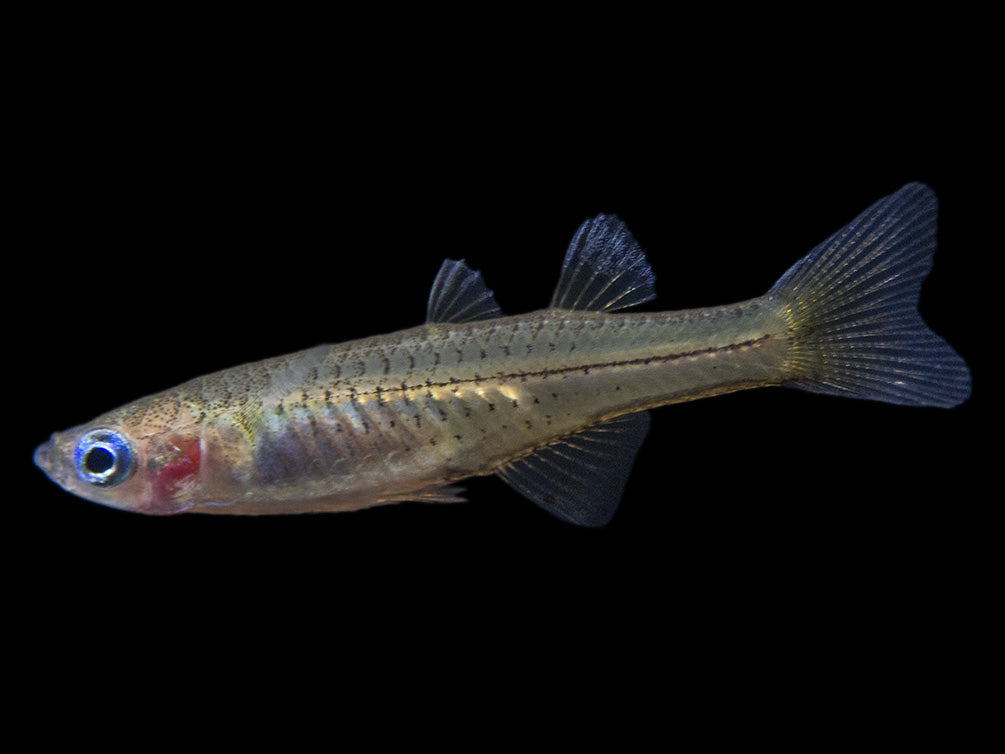 Gertrude’s Spotted Blue Eye Rainbowfish - Aquatic Arts