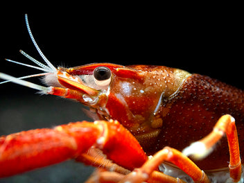 Freshwater Crayfish | Next-Day US Delivery | 100% Live Arrival ...