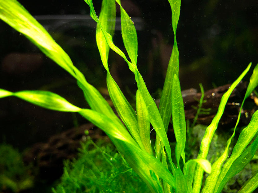 Vallisneria Asiatica (Vallisneria americana "Asiatica") - Aquatic Arts