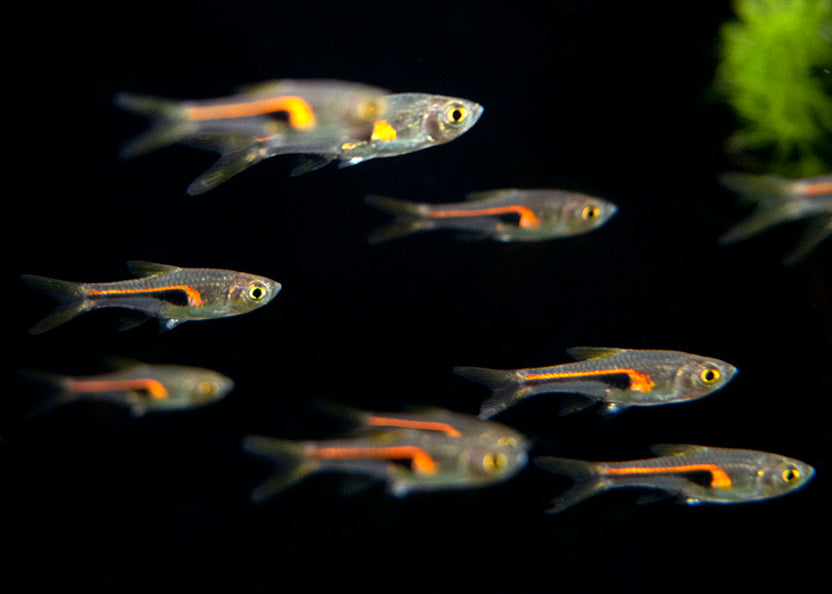 Glowlight aka Lambchop Rasbora (Trigonostigma hengeli) - Aquatic Arts