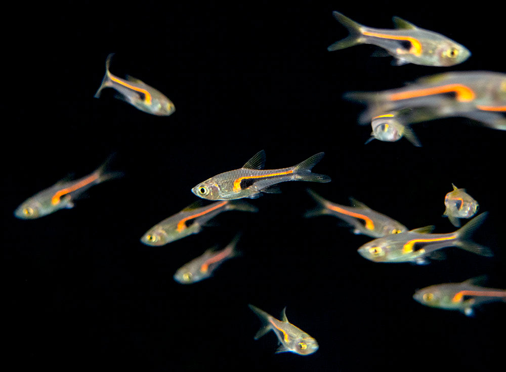 Glowlight aka Lambchop Rasbora (Trigonostigma hengeli) - Aquatic Arts ...