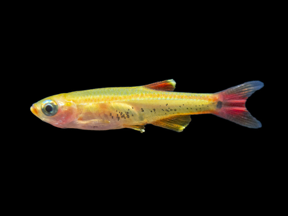 Gold White Cloud Mountain Minnow (Tanichthys albonubes) - Aquatic Arts