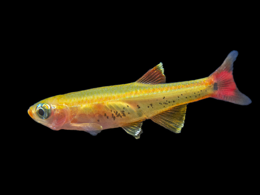 Gold White Cloud Mountain Minnow (Tanichthys albonubes) - Aquatic Arts