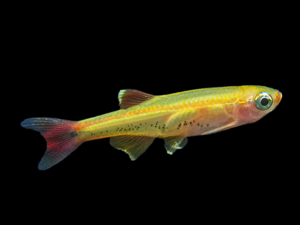 Gold White Cloud Mountain Minnow (Tanichthys albonubes) - Aquatic Arts
