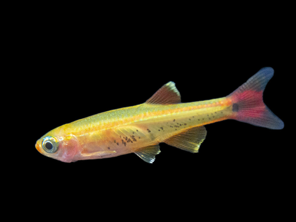 Gold White Cloud Mountain Minnow (Tanichthys albonubes) - Aquatic Arts