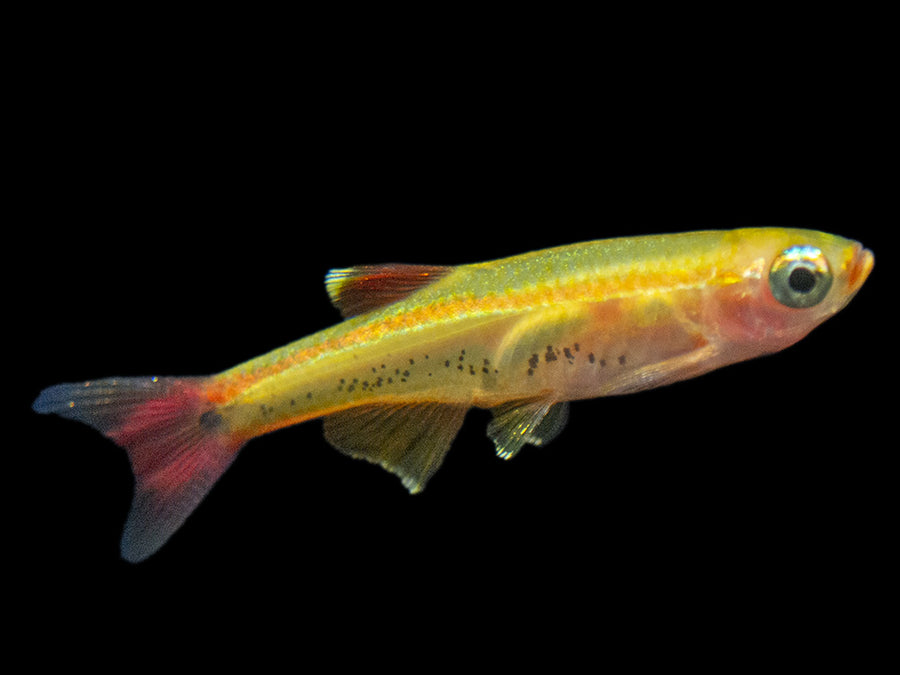Gold White Cloud Mountain Minnow (Tanichthys albonubes) - Aquatic Arts